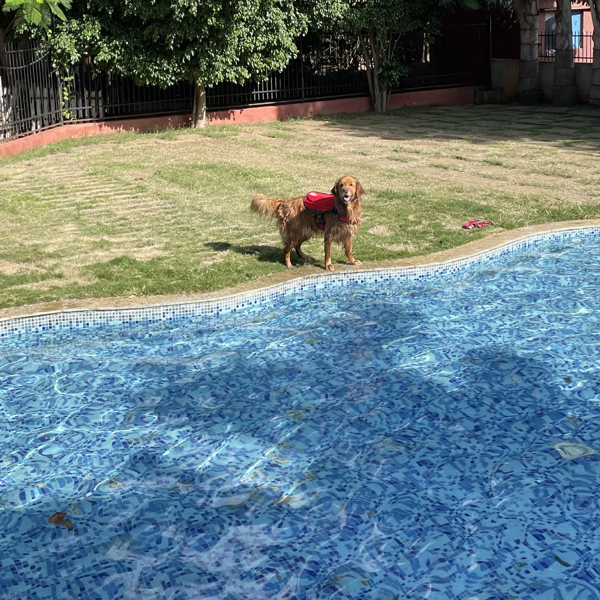 5 Things You Can Do With Your Dog On Weekends | by Nitika - The Golden ...