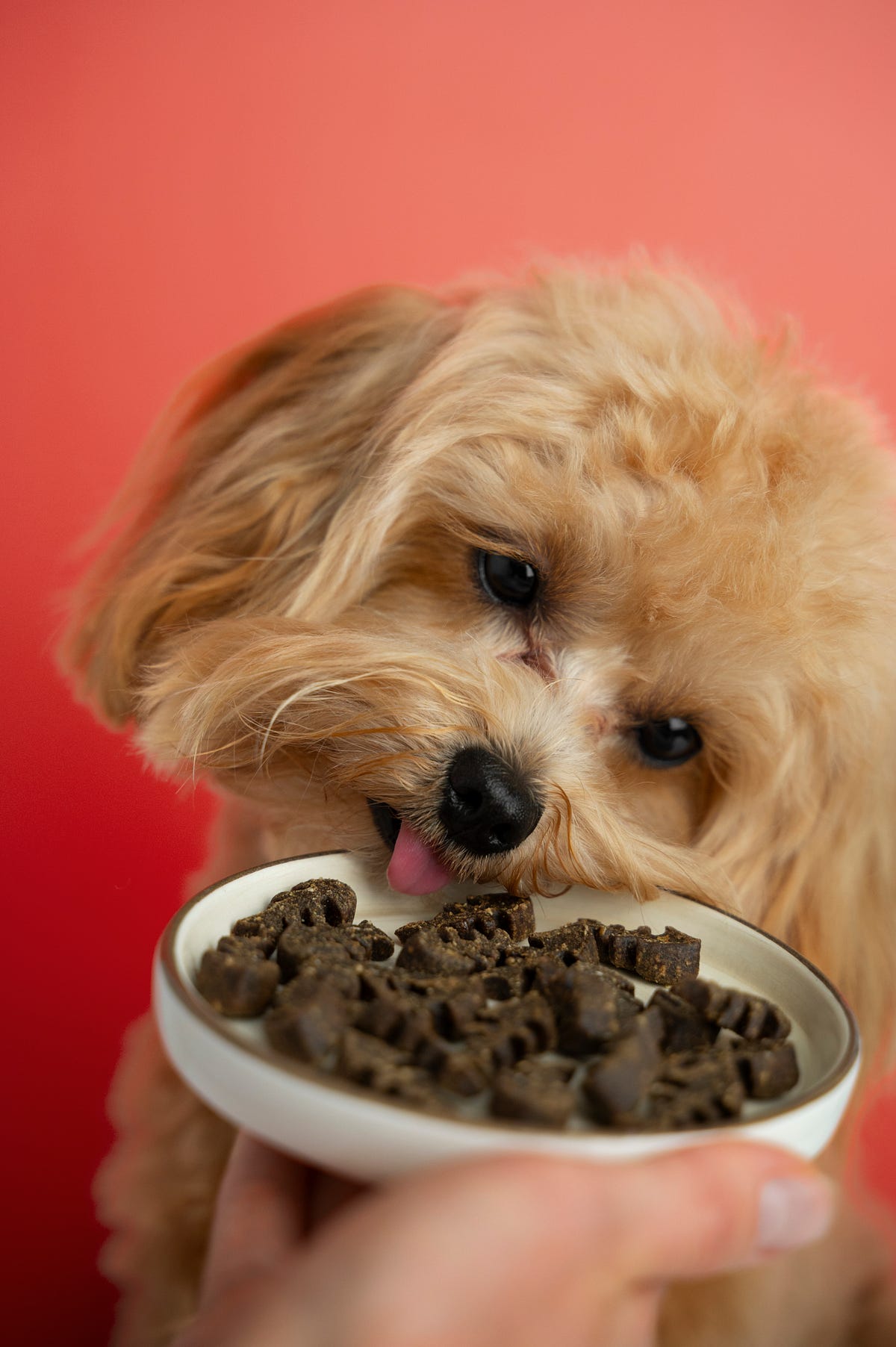 How to feed my pet correctly. Yes, dogs can consume other foods in ...