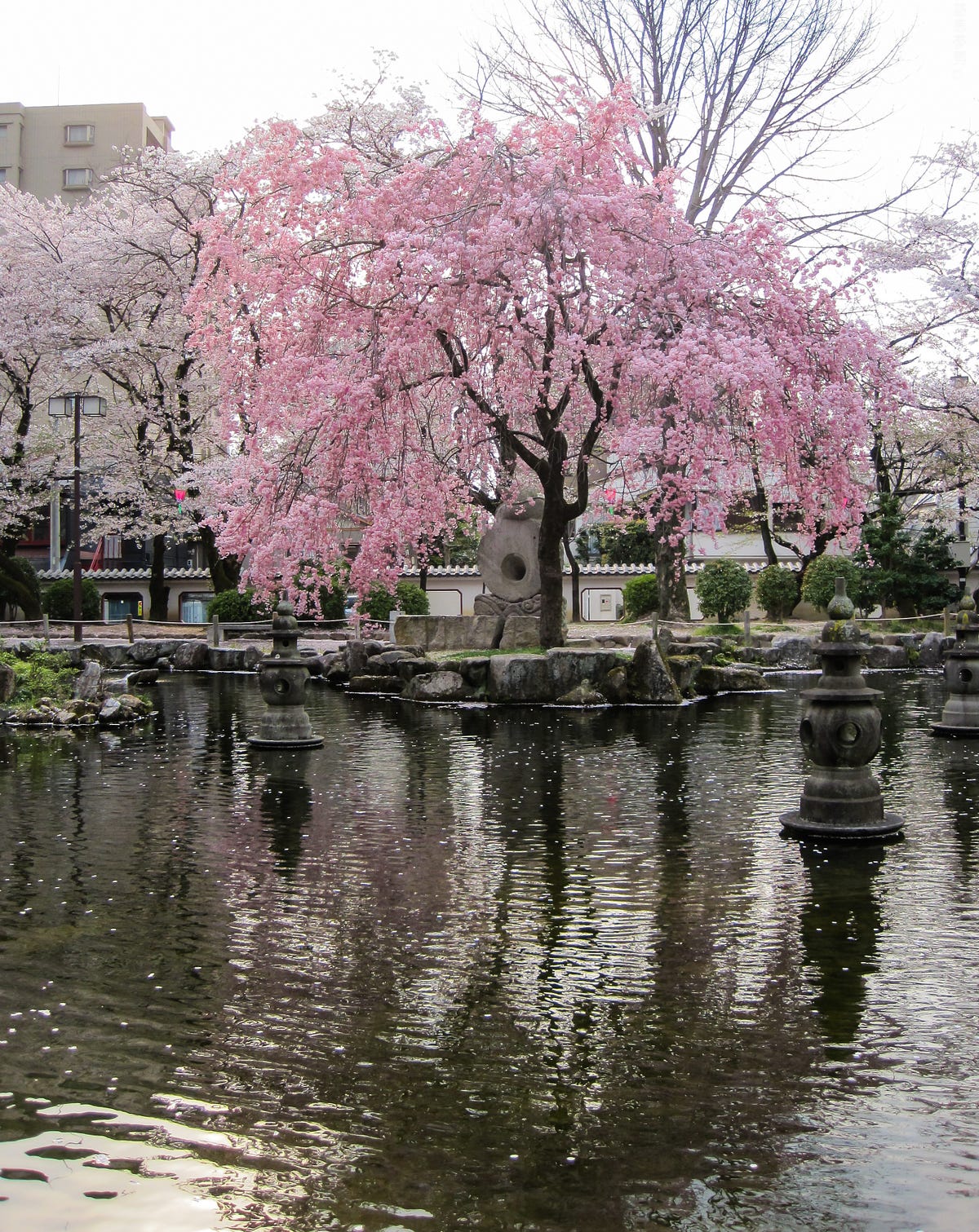 Sakura. It was spring, and the cherry blossoms… | by Stephen Murphy ...