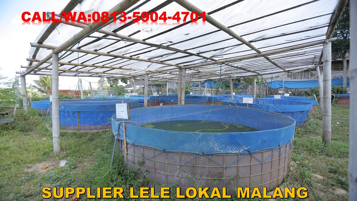 Jual lele hidup - Bm Lele - Medium