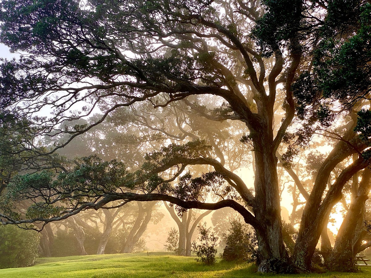 Moments of the One: Haiku and the Poetry of Consciousness | by Warwick ...