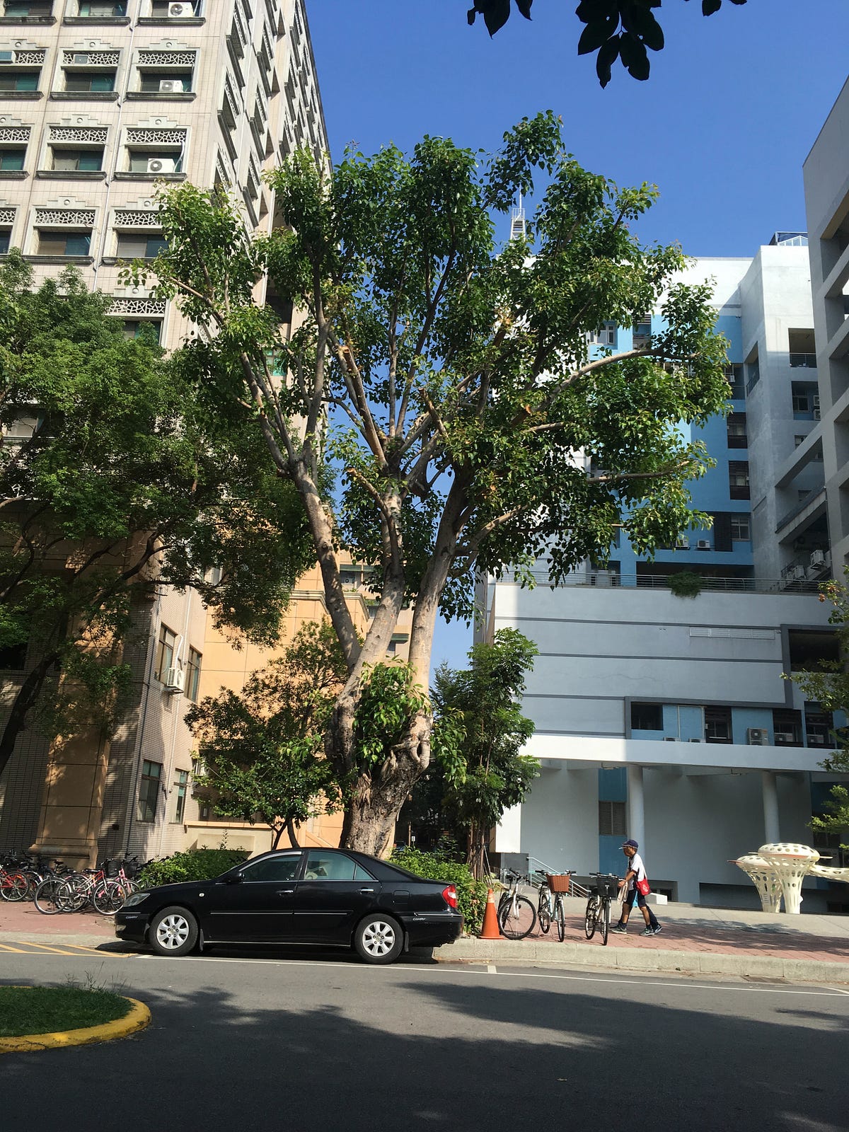 樹木視覺診斷（VTA）如何看樹的危險性?. Introduce Visual Tree Assessment | by 彭奕森Eason ...
