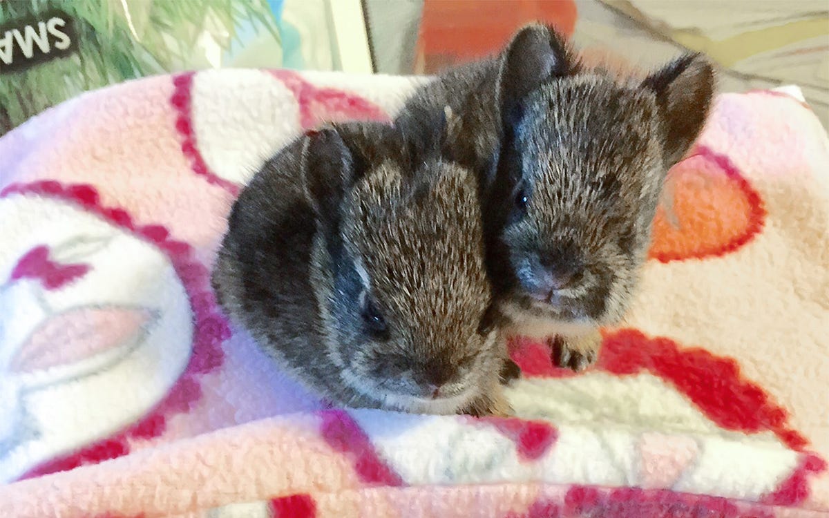 Baby marsh rabbits injured by dog | by Conservancy of SWFL | A week ...