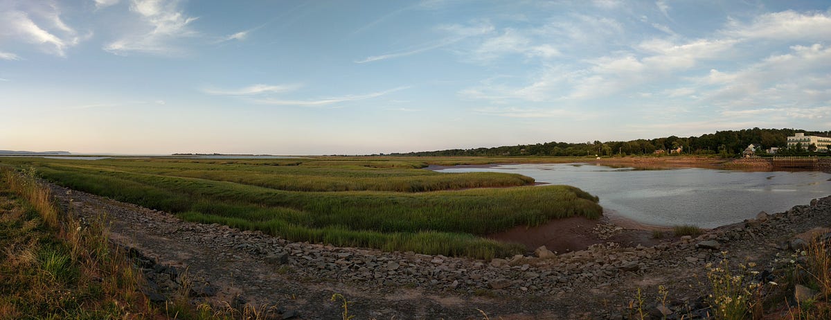 Beneficial root fungi help salt marsh plants grow | by Canadian Science ...