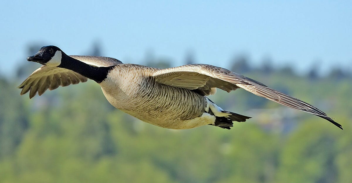 The Great Migration. An old poem about, of all things… | by Aaron ...