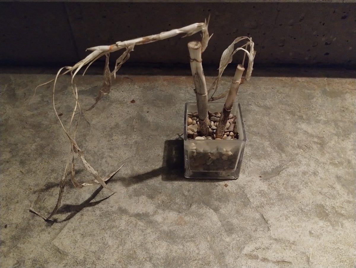Unaltered (08/03/2024). The alteration begins with innocence… | by ...