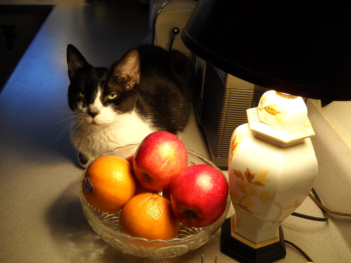 Farticus Maximus. A tribute to a stinky little cat named… | by Deborah ...