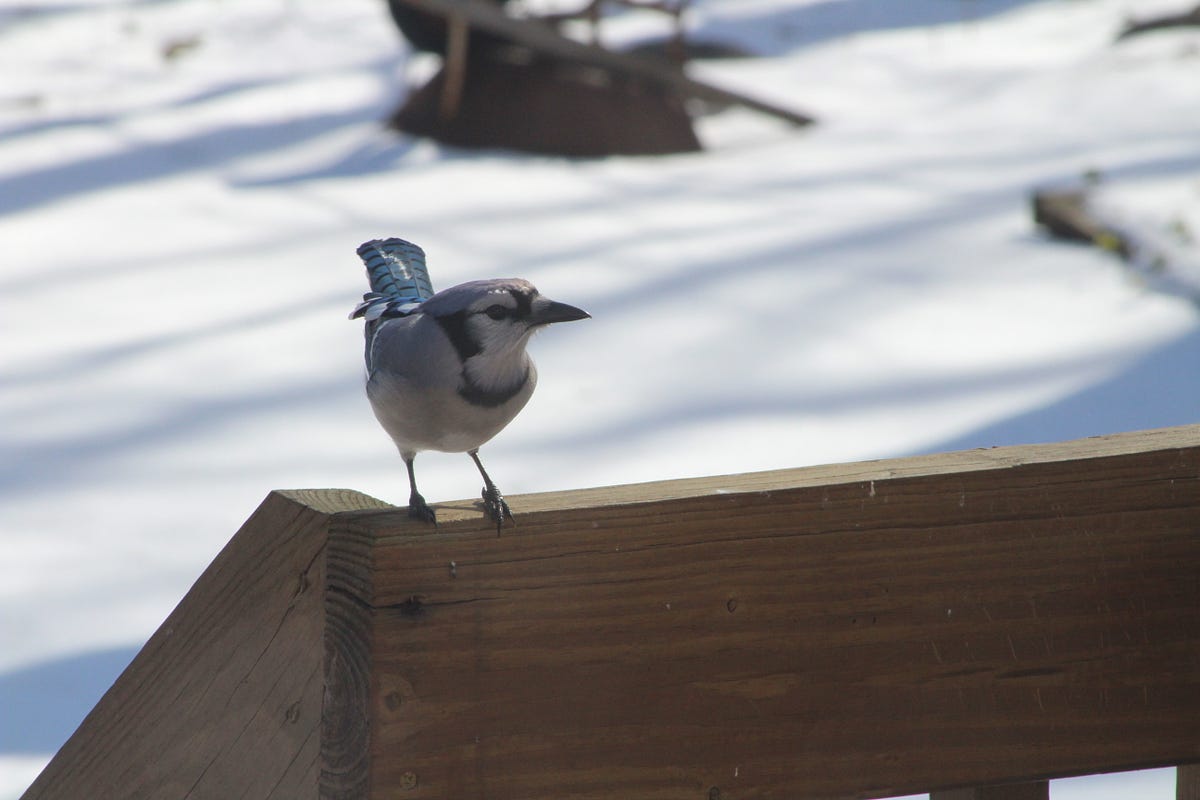 Blue Jay With Ice on Its Wing. I just thought this was fascinating ...