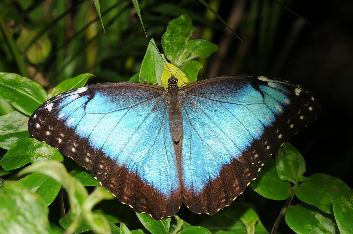 Birth of the blue morphos. Today’s video features a visit to the… | by ...