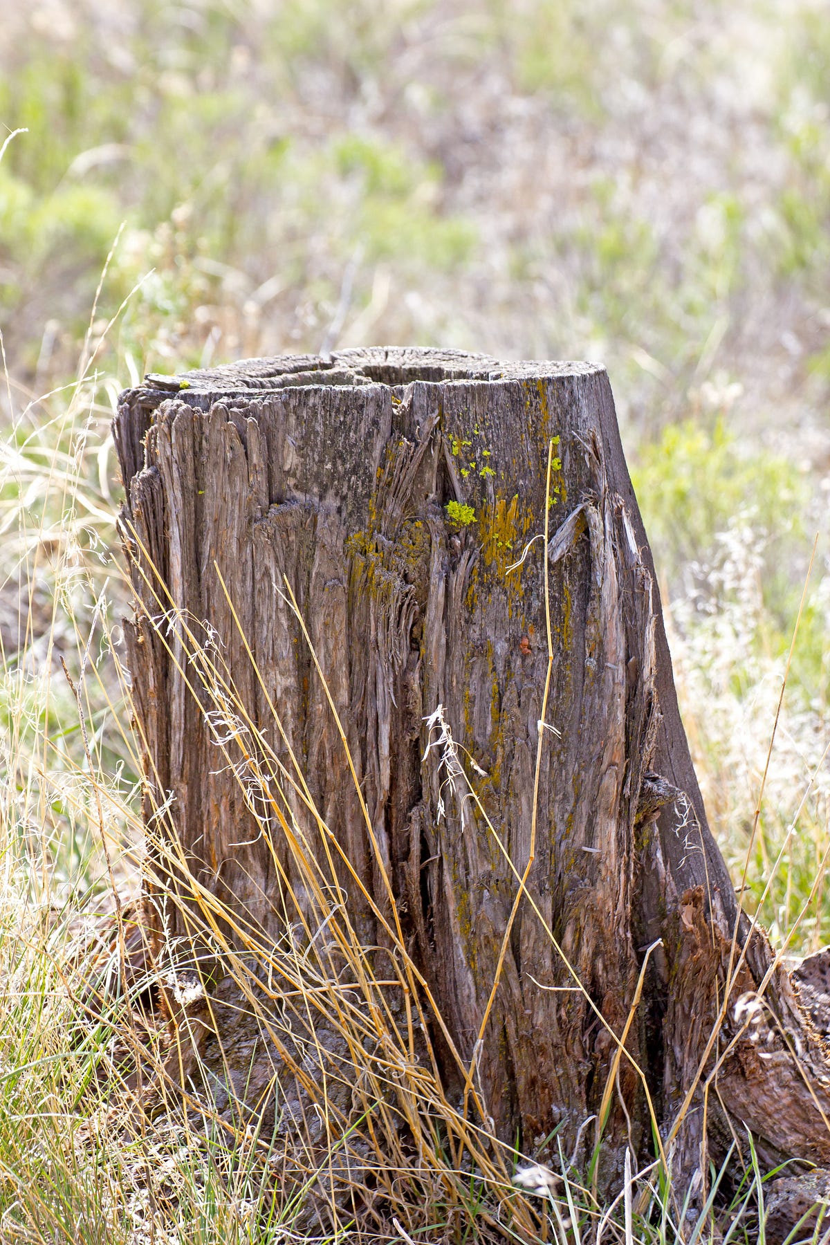 Tree Stump. When you are out driving in your… | by flaxenink | Medium