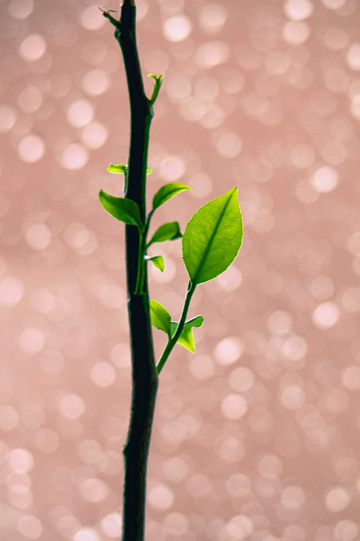 Roots of Rebirth - Know Thyself, Heal Thyself - Medium