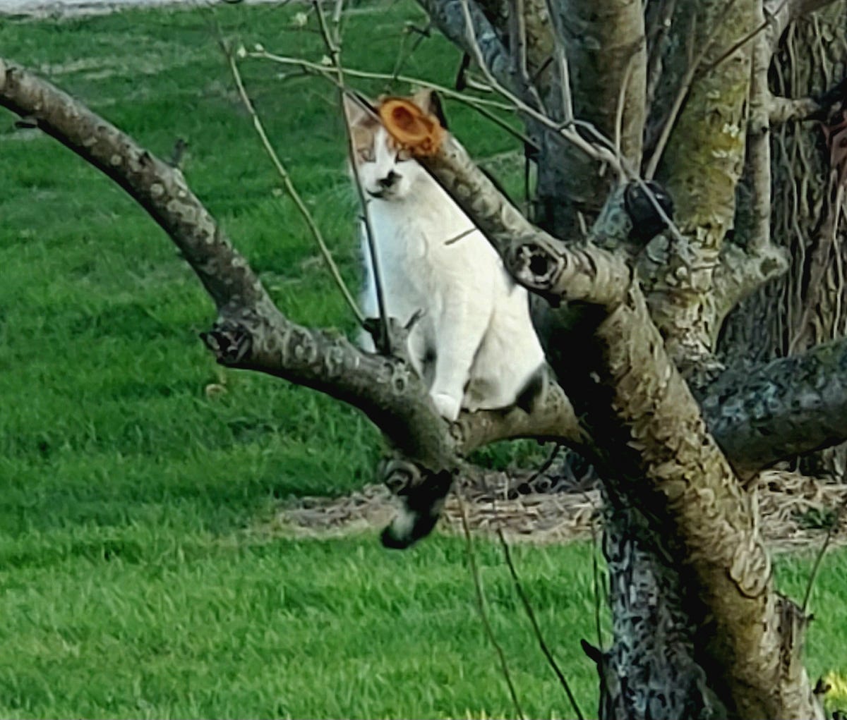 You Actually Let Your Cat Out of the House?! | by Brandon Ellrich ...
