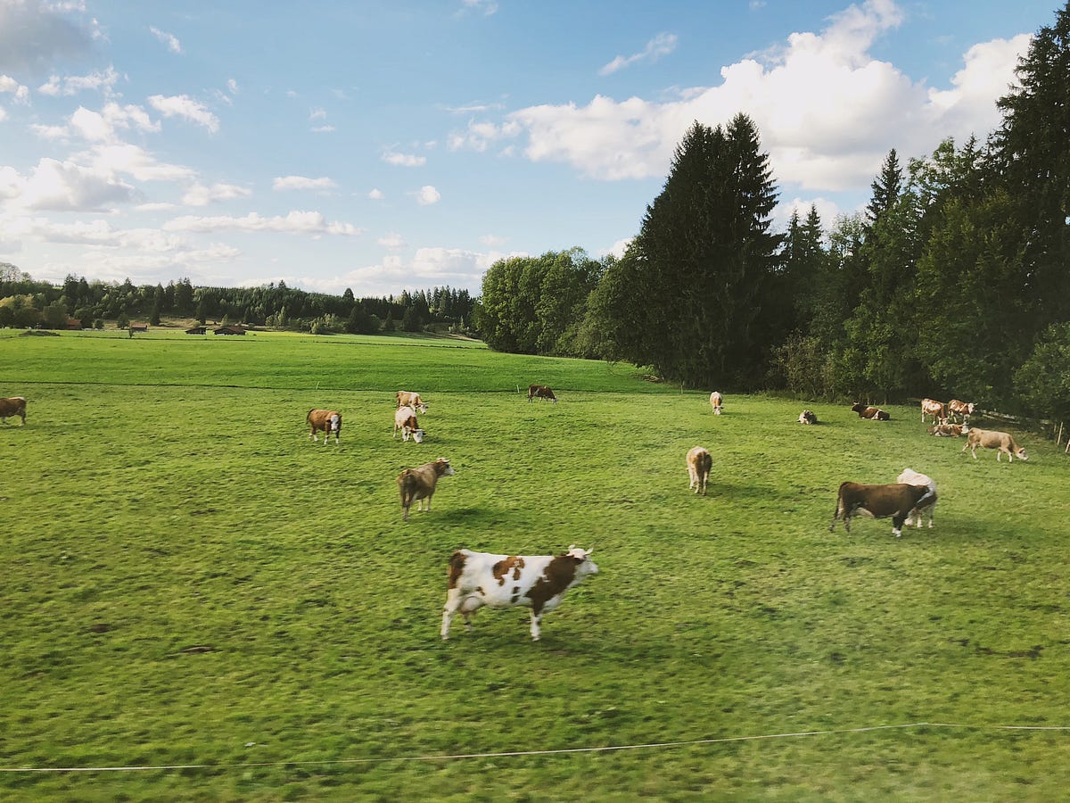 Build FARM Stack App with Poetry 教學 | chenstraveler