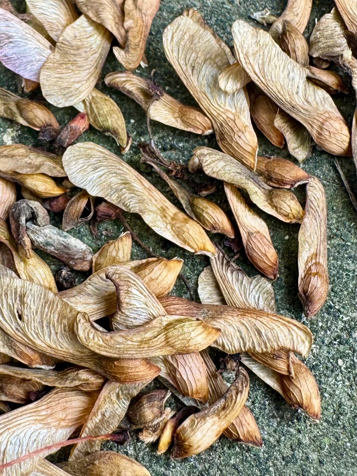 The Path Is Covered in Fallen Seeds - The Daily Cuppa - Medium