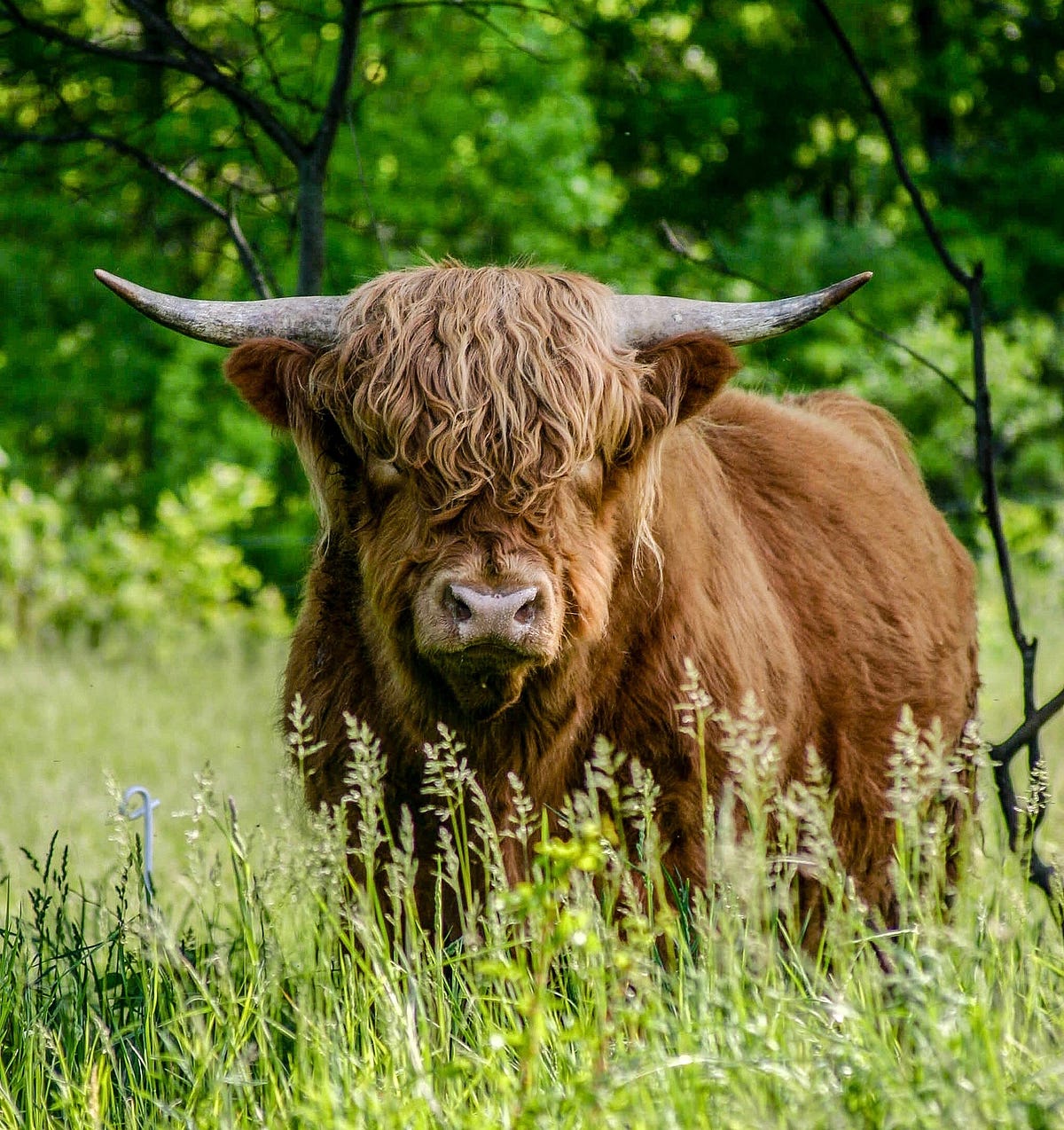 Not My Rodeo. Not My Bull. | Medium