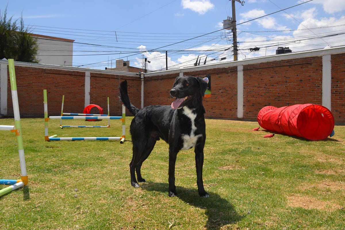 ¡Buscamos al perro del mes para Abril! | by HAPPY CAN CAMP | Medium