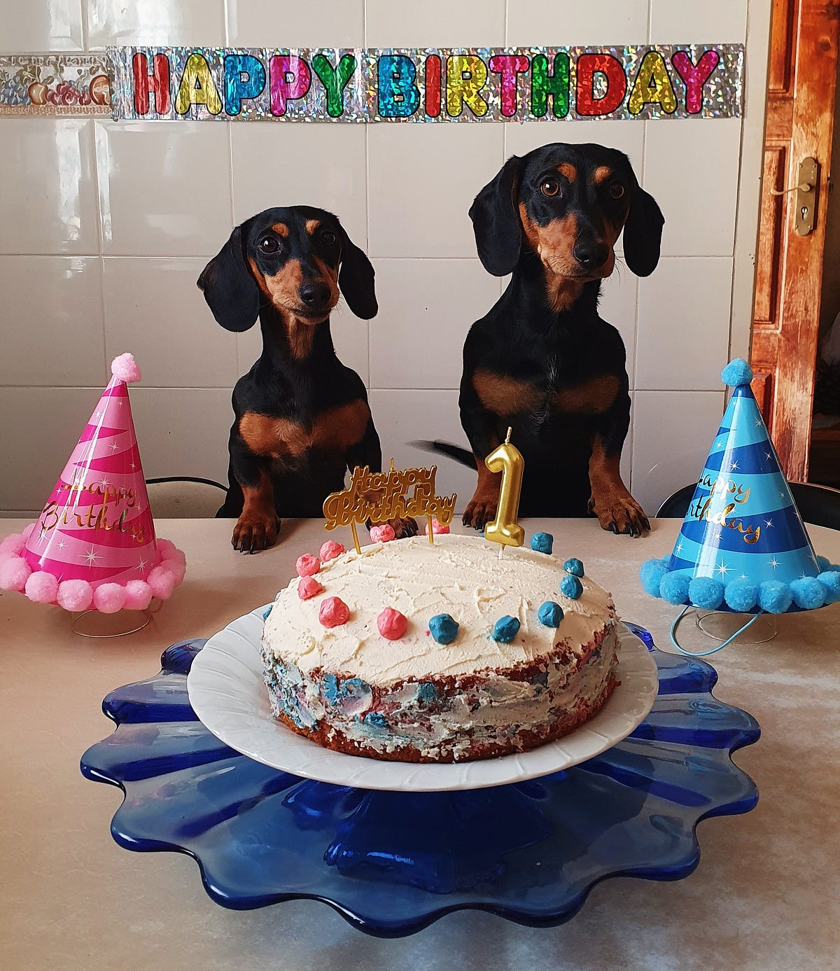 Atlas & Athena’s 1st Birthday. A day filled with wagging tails, happy ...