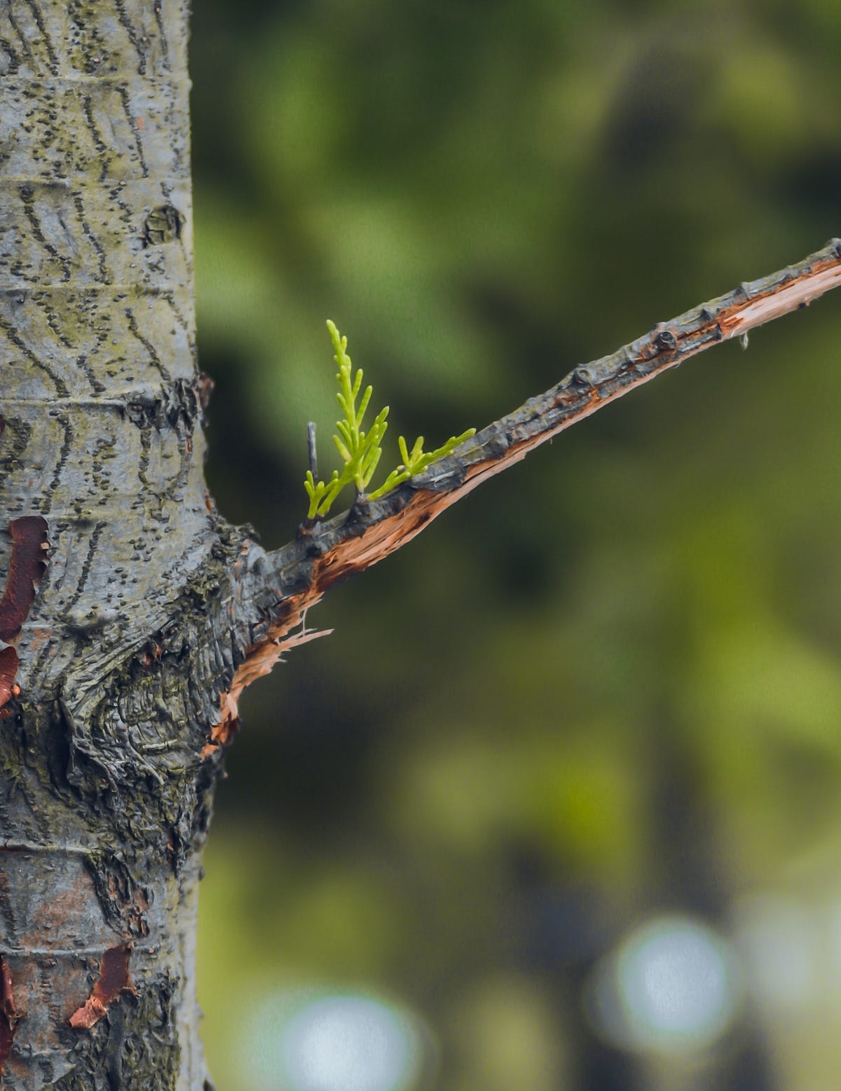 How to Learn — When You Are in the Beginning Stage | by Dr. Nathan ...