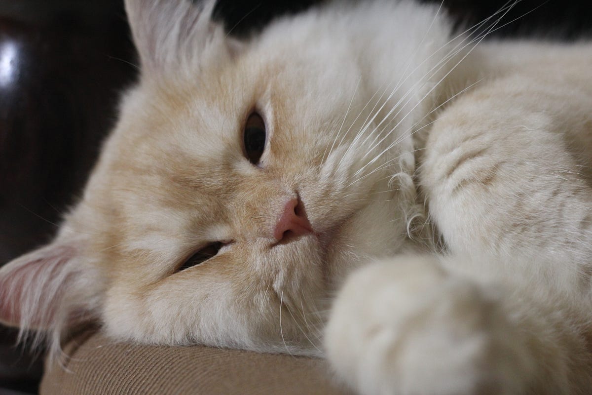 Lessons from my cat. I recently watched a documentary… | by Dipak ...