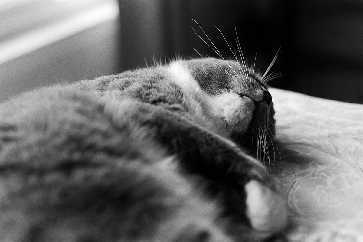 Bask. The whiskered exposition of a verb | by Amy Jasek | Scrittura ...
