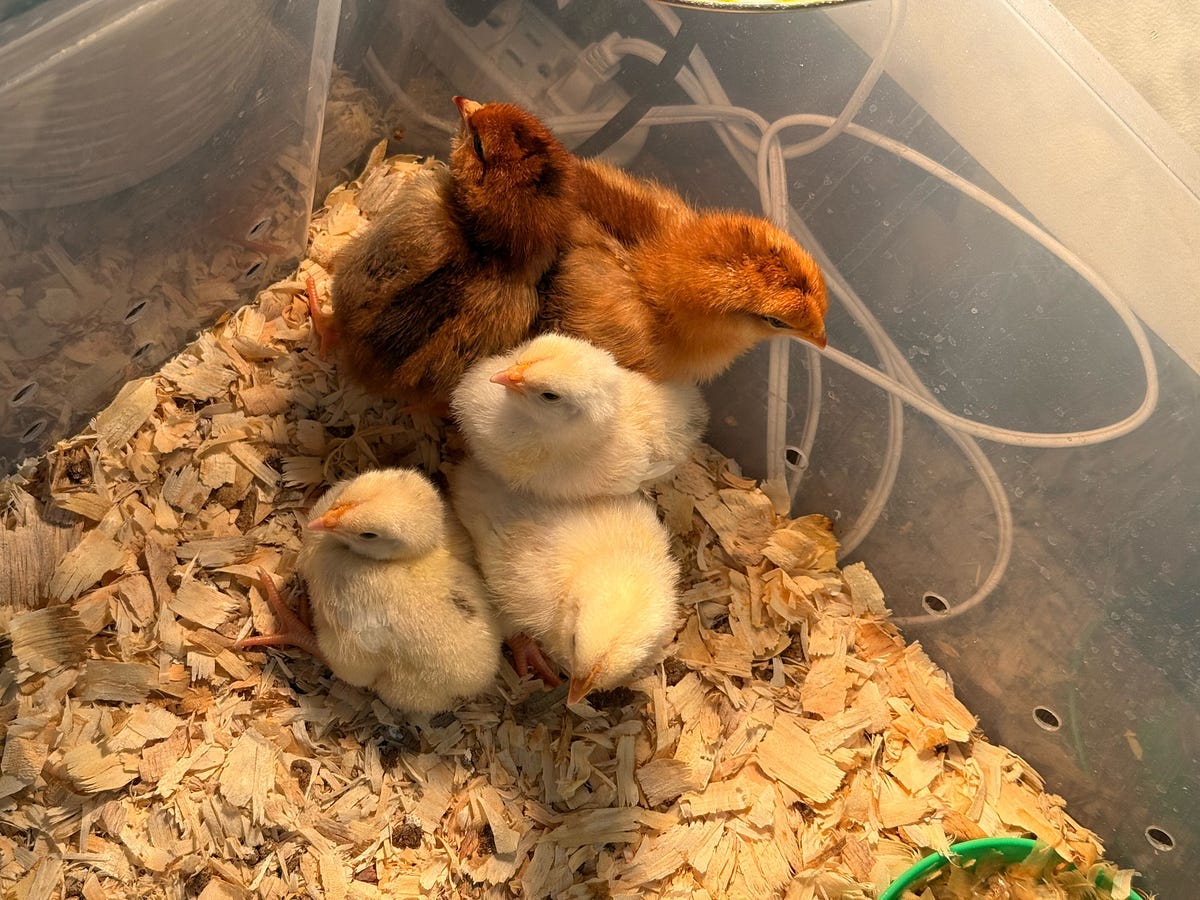 I Felt Pity for the Chicks. As mother and sun missing from their… | by ...