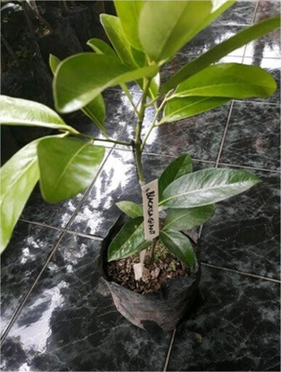 Bibit Black Sapote Tanaman Buah Jumbo Sawo Hitam Karanganyar Terlengkap ...
