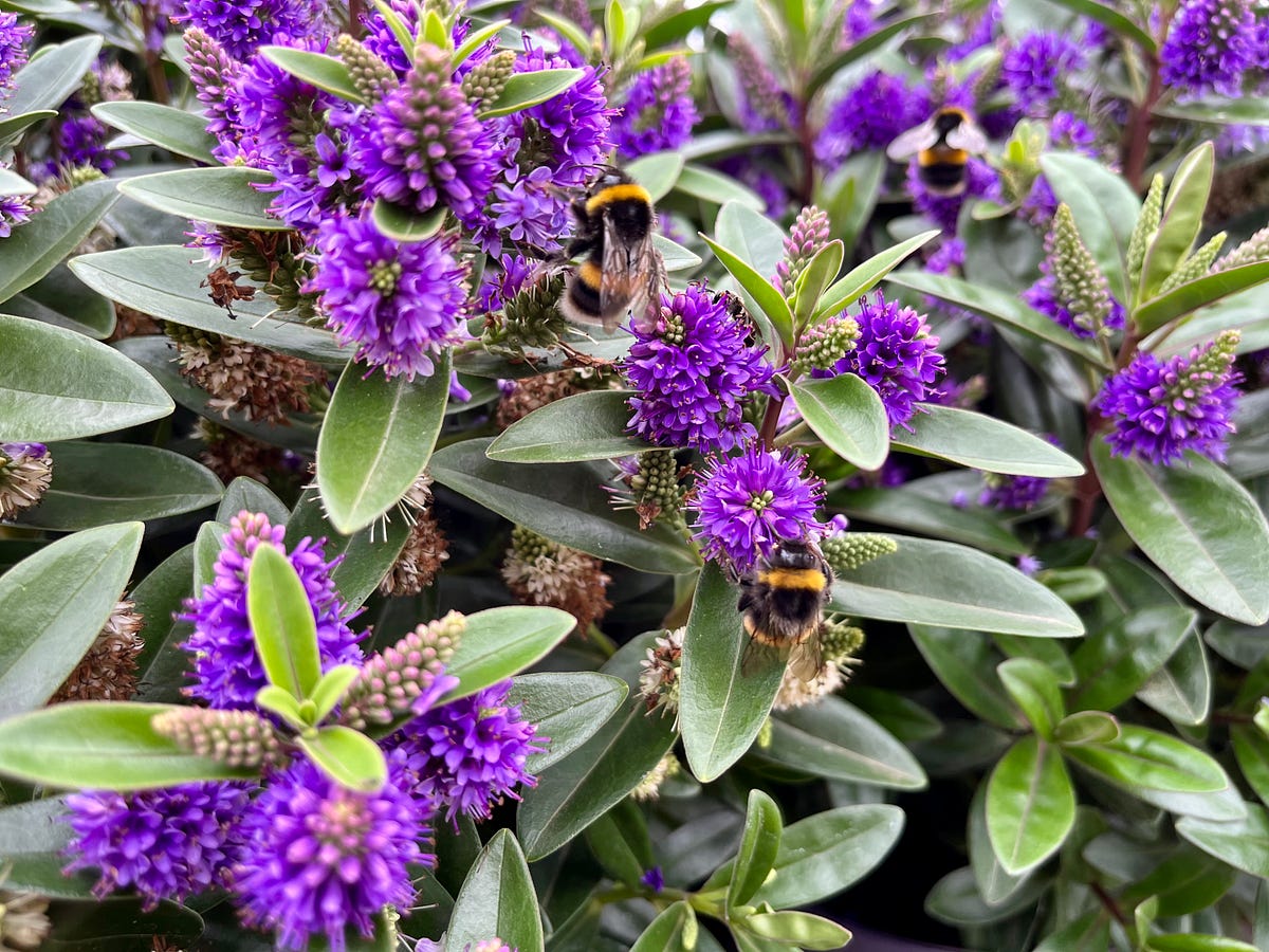 Hebes for your Garden - The Daily Cuppa - Medium
