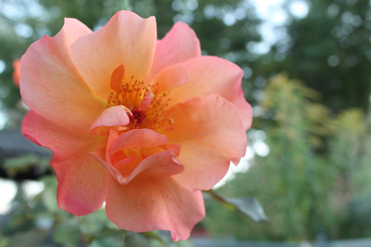 Composition. 9 Elements of Compositon | by Caden Davis | Medium