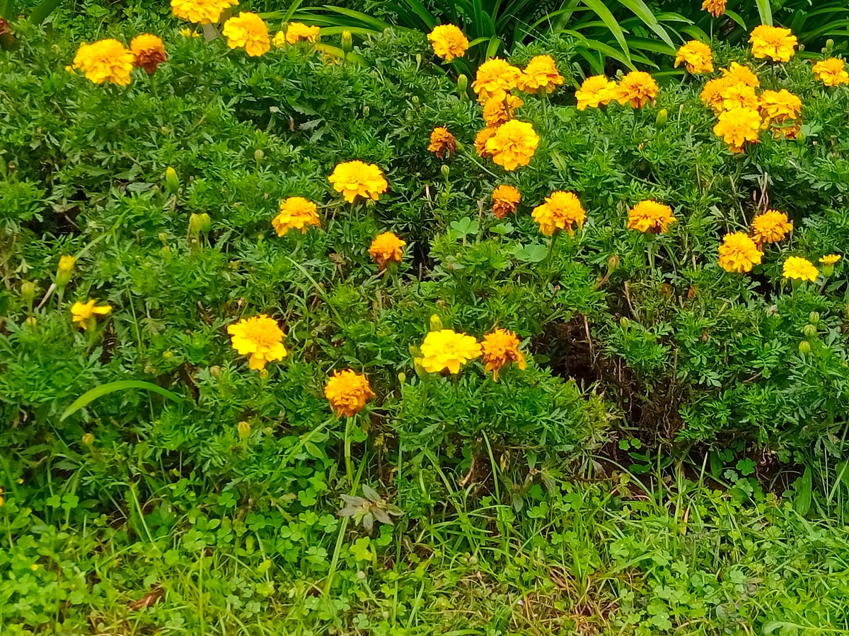 Guadeamus Igitur - Felia Almira - Medium