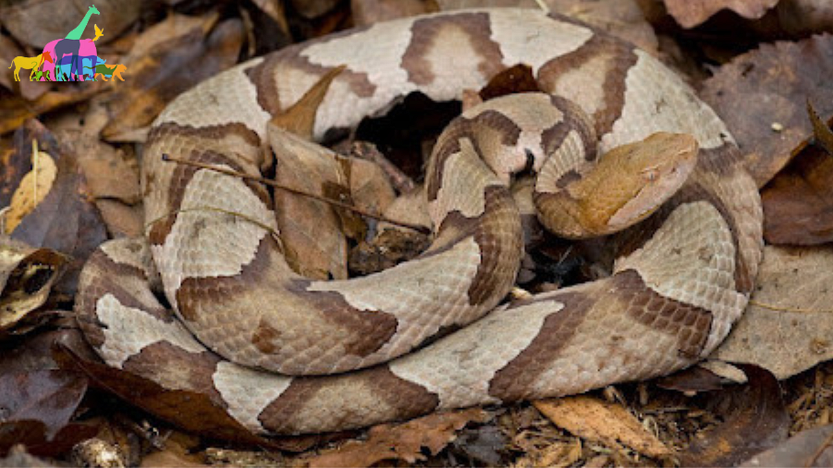Eastern Copperhead Snake - The Wildlife Whisper - Medium