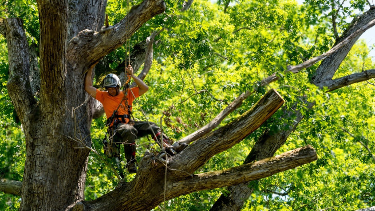 Tree Care by Landscaping HQ. Here at Landscaping HQ, we understand ...