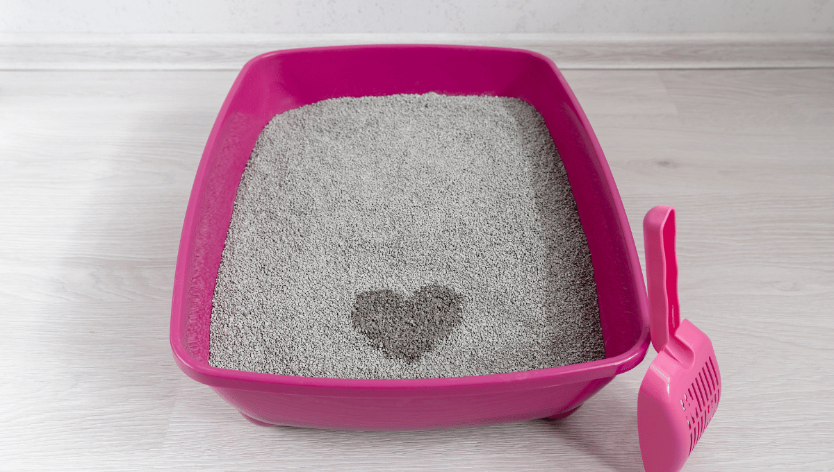 What Is A Litter Box? A Complete Guide To Cat Litter Boxes! | Medium