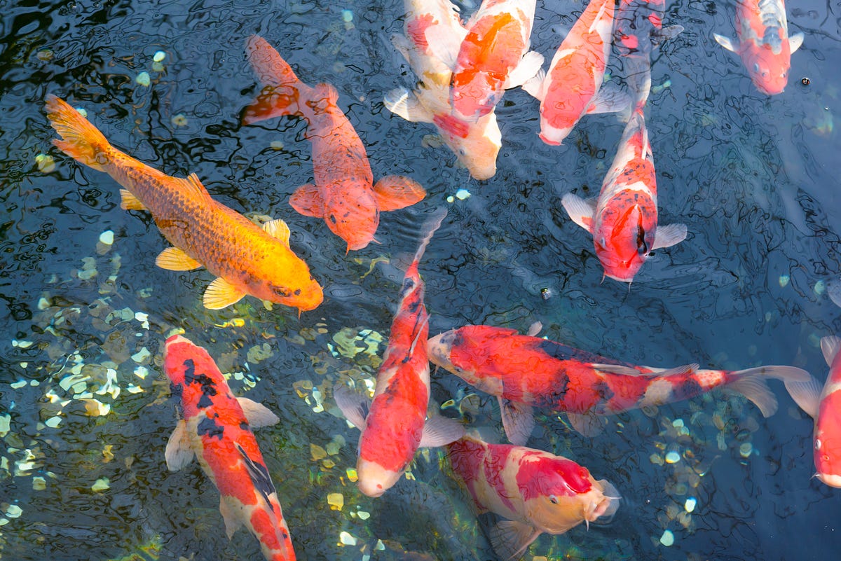 Morikami Museum Hatsume Fair. Morikami Museum in Delray Beach is… | by ...