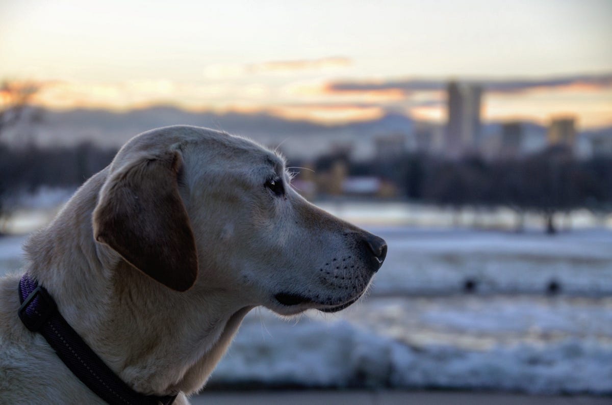 Rescue Me. The Story of the Boone Dog | by Scott Downes | Medium
