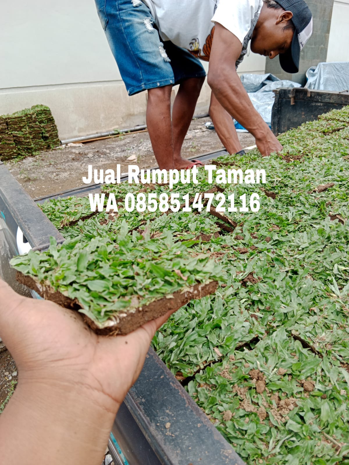 Supplier Rumput Gajah Mini Lebak. Harga rumput gajah mini permeter ...