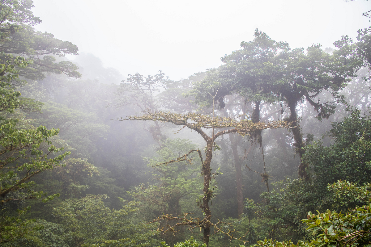 The Majesty of Cloud Forests. At Hourglass Expeditions, our mission ...