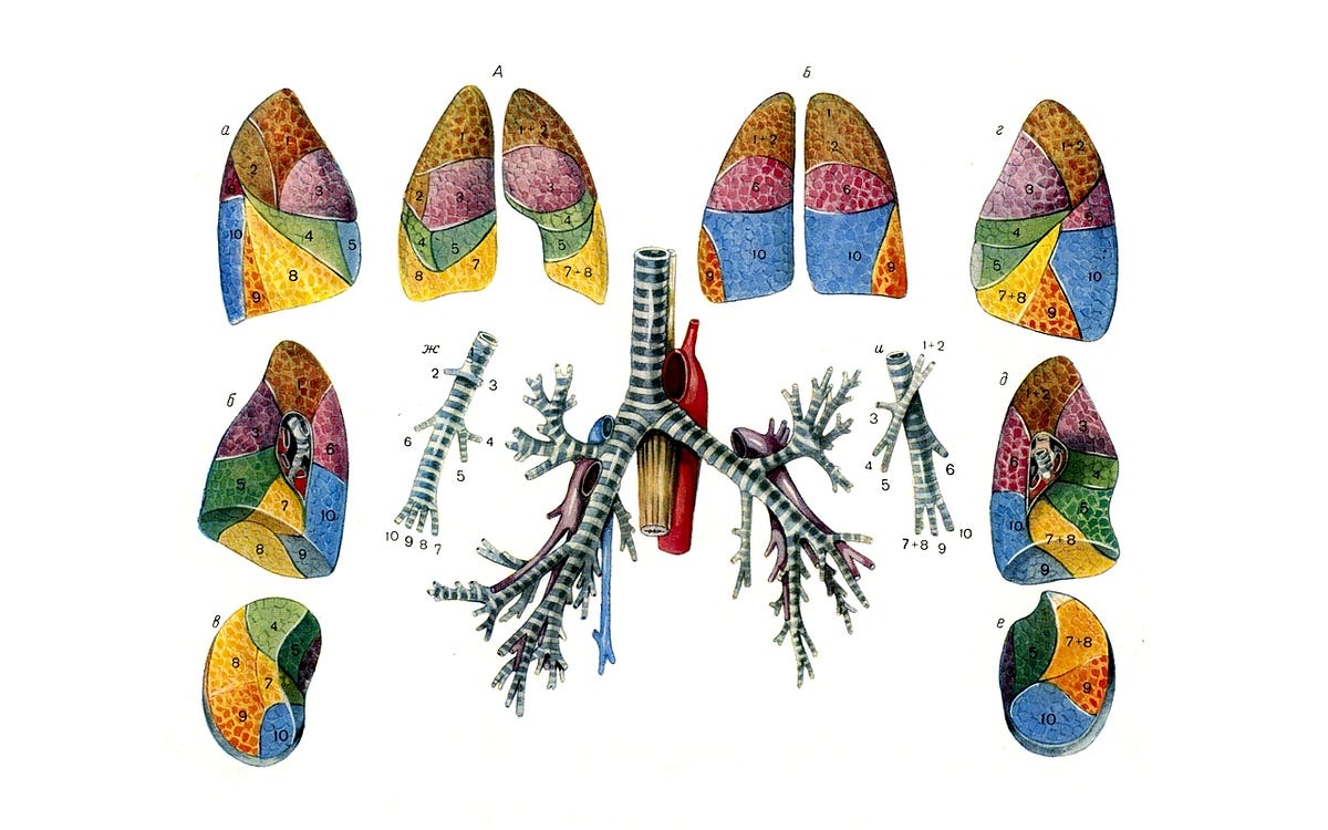 Growing lung ‘organoids’ in the lab | by eLife | Life’s Building Blocks ...