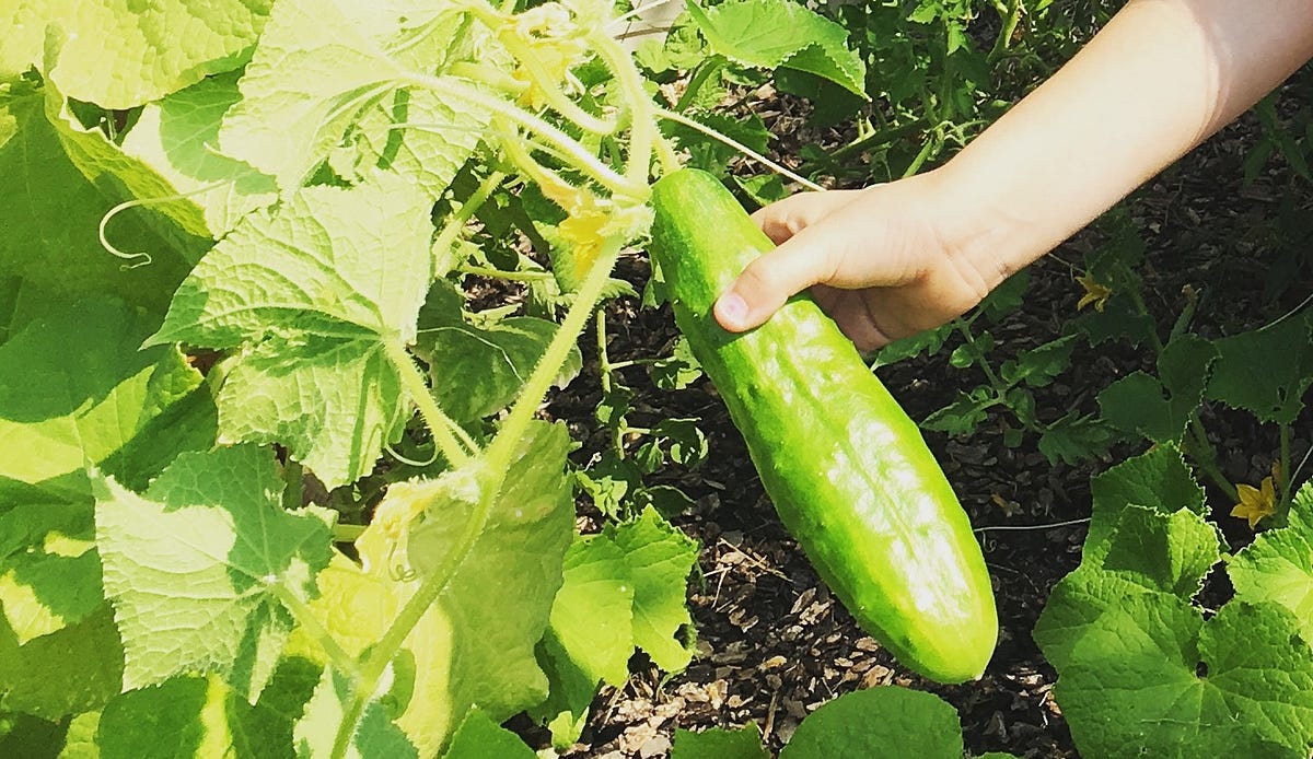 The tale of a cucumber and my experiments with a self-watering garden ...