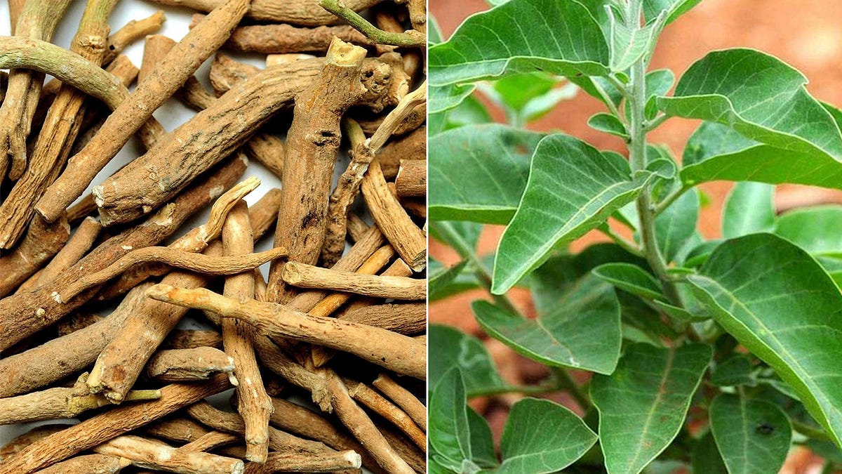 Benefits Of Taking Ashwagandha. Introduction: | by Journal Guide | Medium Benefits Of Taking Ashwagandha. Introduction: | by Journal Guide | Medium