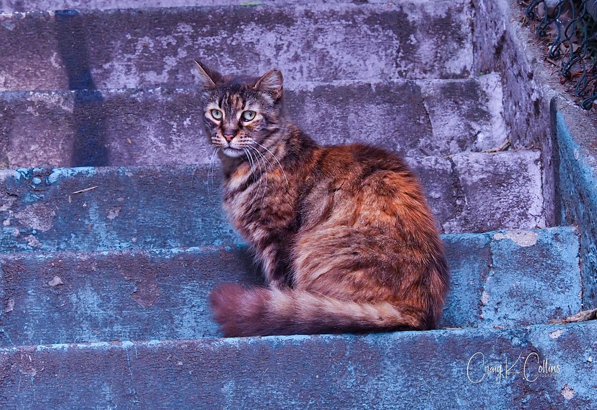 In Istanbul, Cats are More than a Curiosity; They’re a Historic Legacy ...