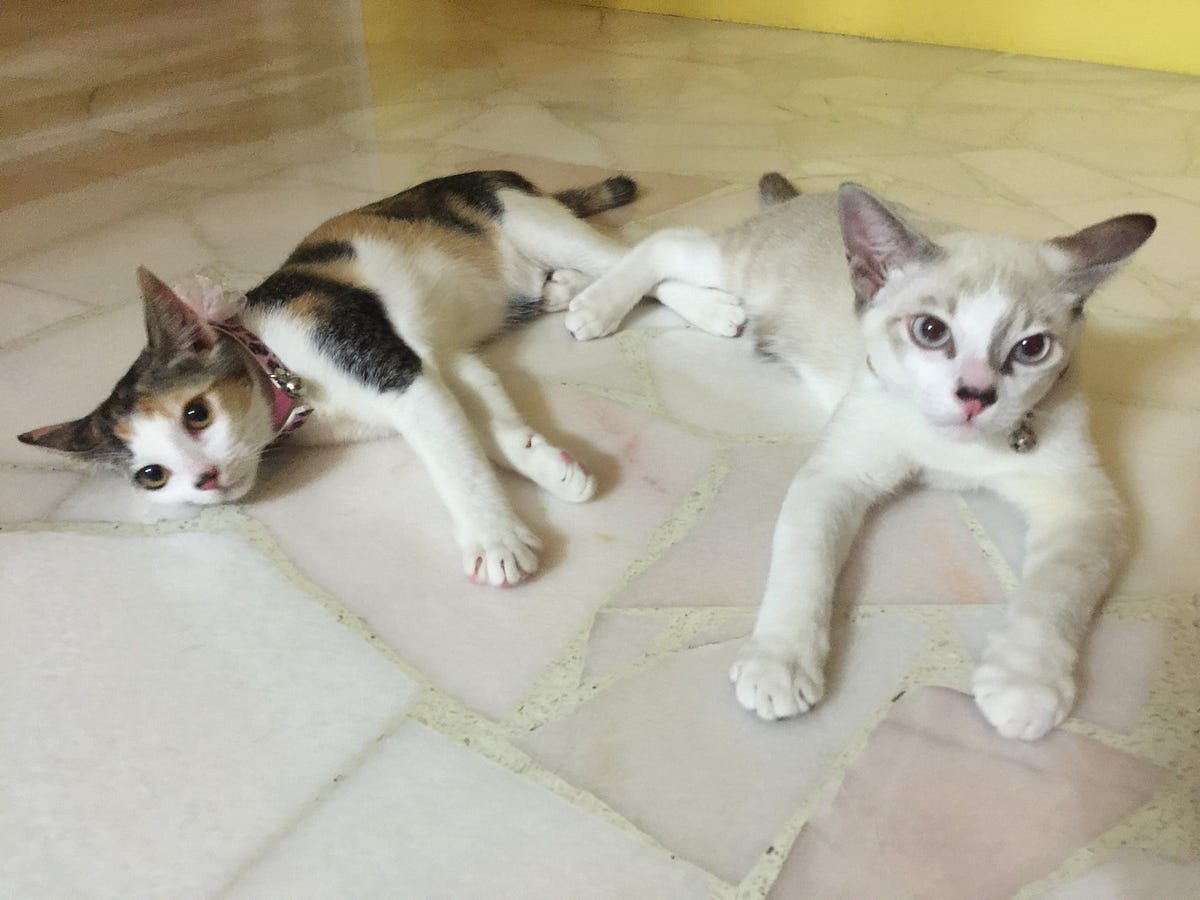 What I learned from my pet cats?. Having adopted 2 cats, Percy and ...