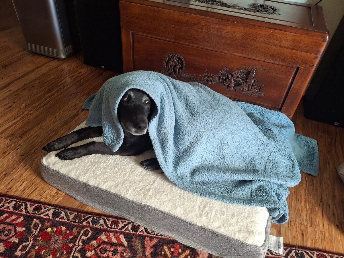 “Hey, Ziggy, Abby and Emmy Are on TV” | by Ann James | The Pub | Apr ...