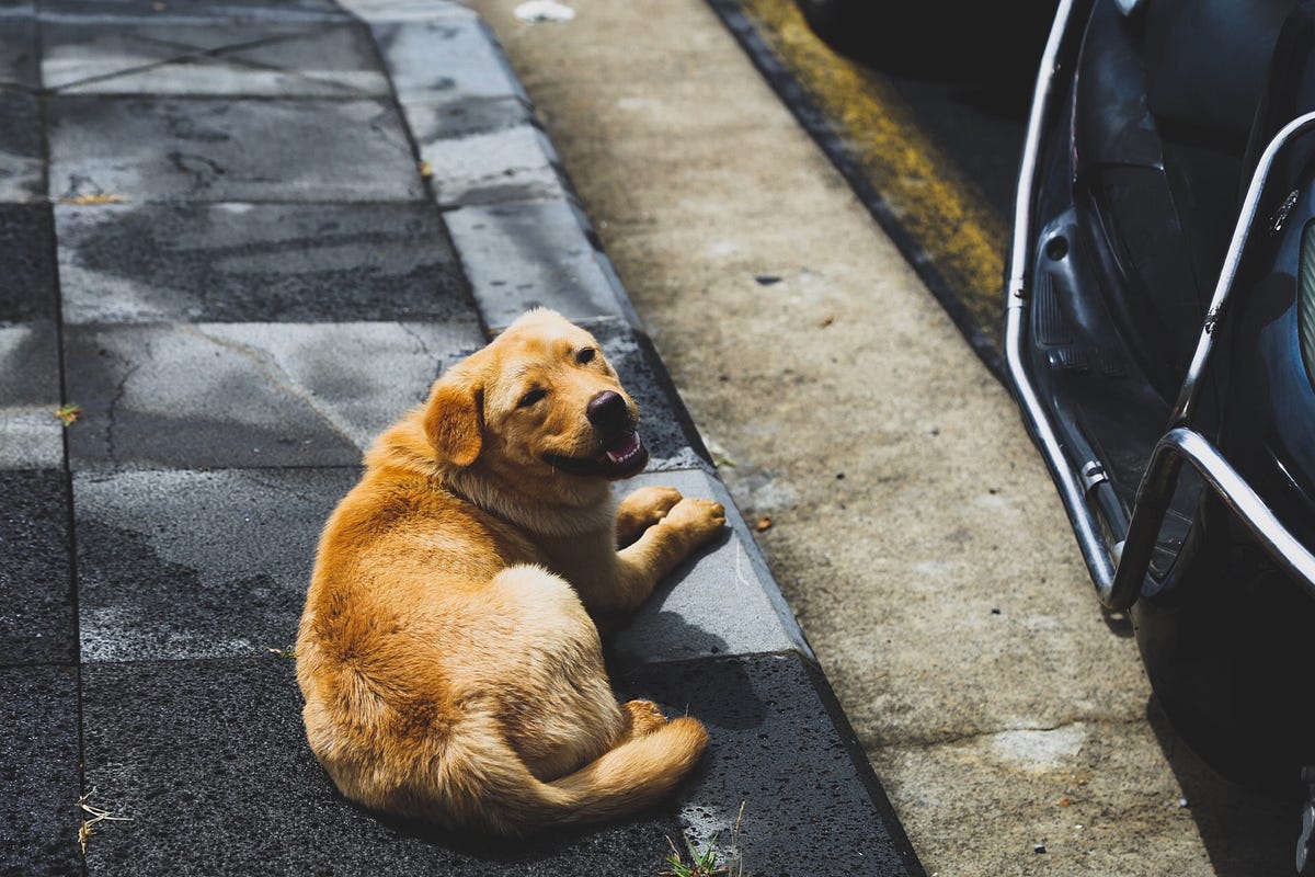 Dog in jeju, south korea | by firesinger | Medium