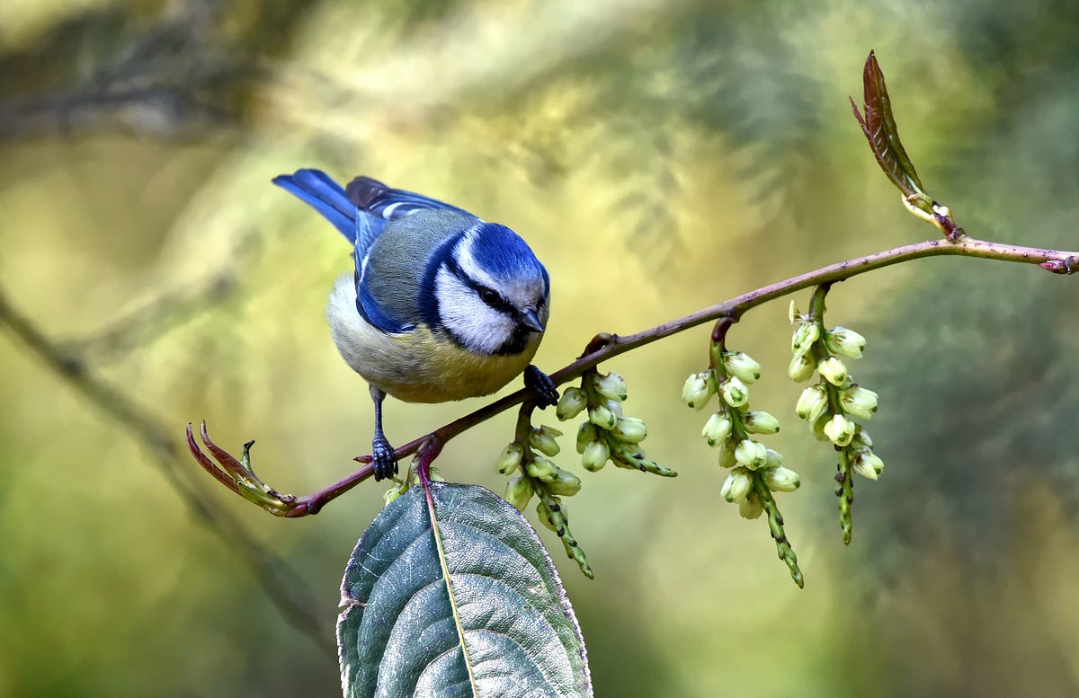 How to be happy: Surround yourself with plants and birds | by Salsabil ZS | Sep, 2023 | Medium