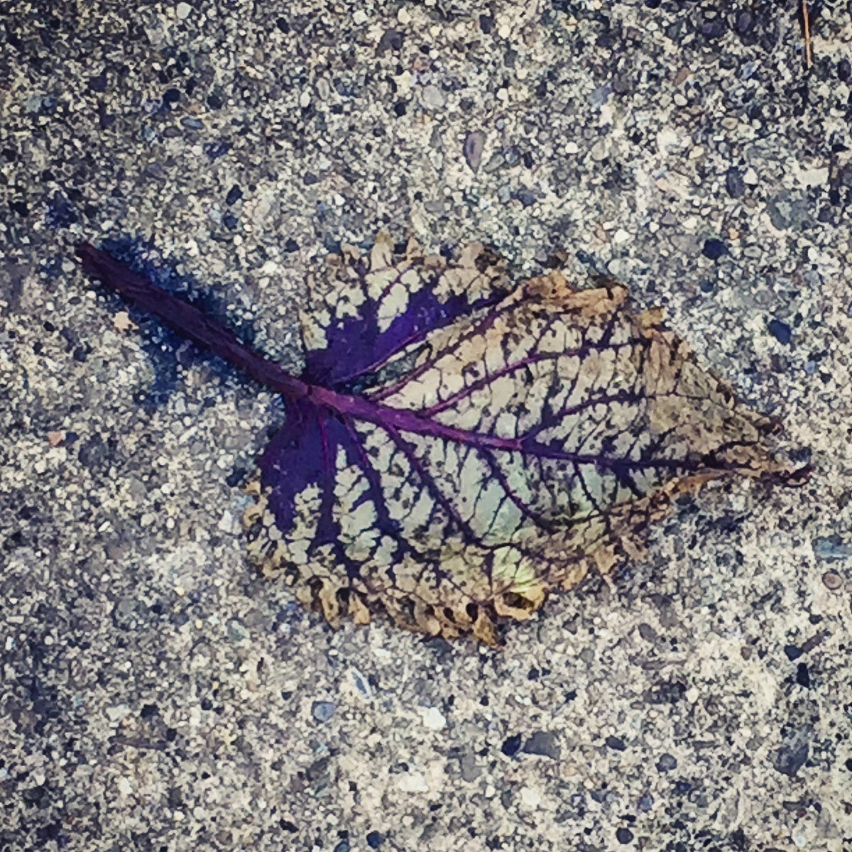 Some Kind of Silence. Whispers through the wallpaper. | by Dr. Rachel ...