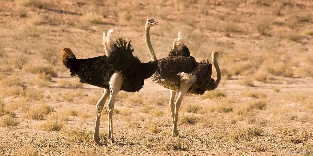 **Title:** *The Fascinating World of Ostriches: Nesting, Parenting, and ...
