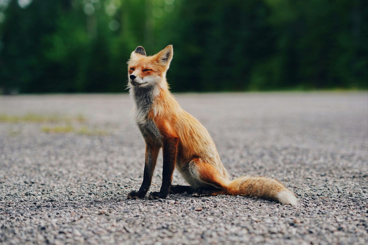 The Fox That Follows You: What It Means When the Same Sign Keeps ...