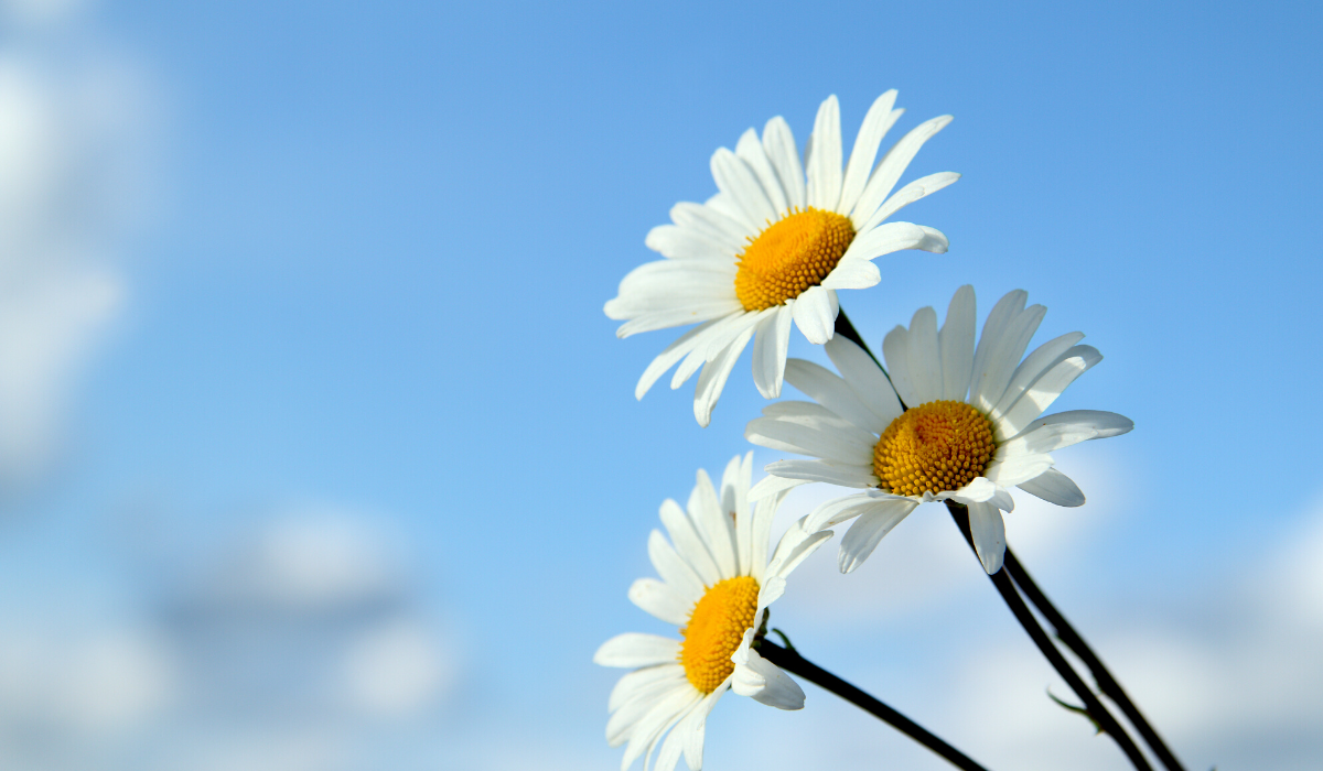 All good hopes.. Writing i made in hope the kindness and… | by ...