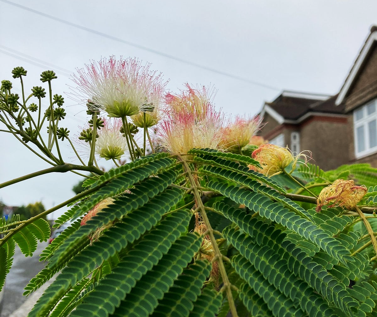 The Persian Silk Tree or Albizia julibrissin, is often called the ...