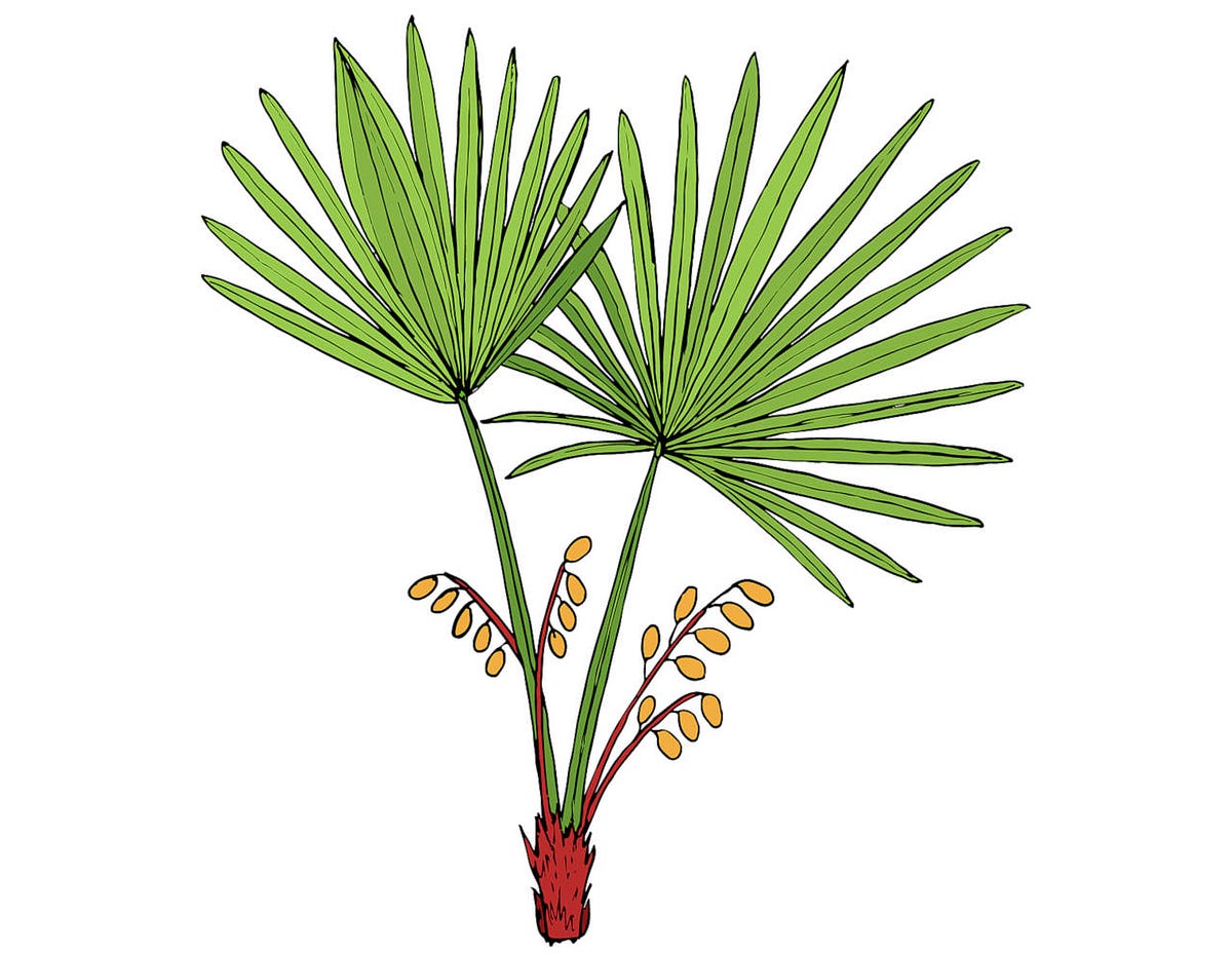 Is saw palmetto really effective for hair loss? | by Raneem Mustafa ...
